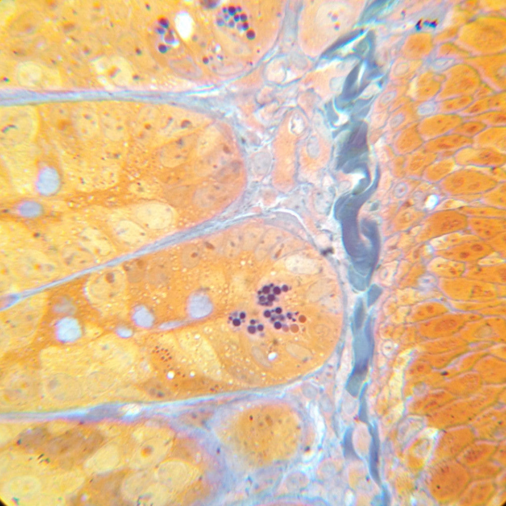 LabCam® and LabCam Ultra® iPhone Microscope Adapter | iDu Optics